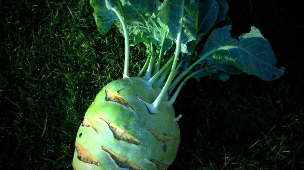 ¿Qué es el colinabo y qué propiedades tiene?