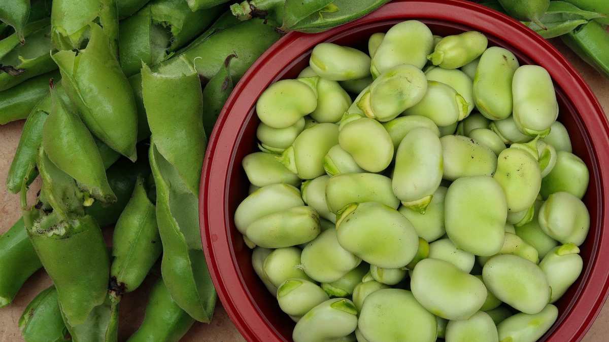 Habas con pulpo, salsa de alioli y menta fresca