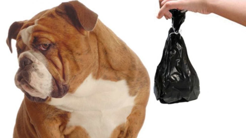 Tipos de heces en perros: ¿qué dicen las deposiciones sobre la salud de ...