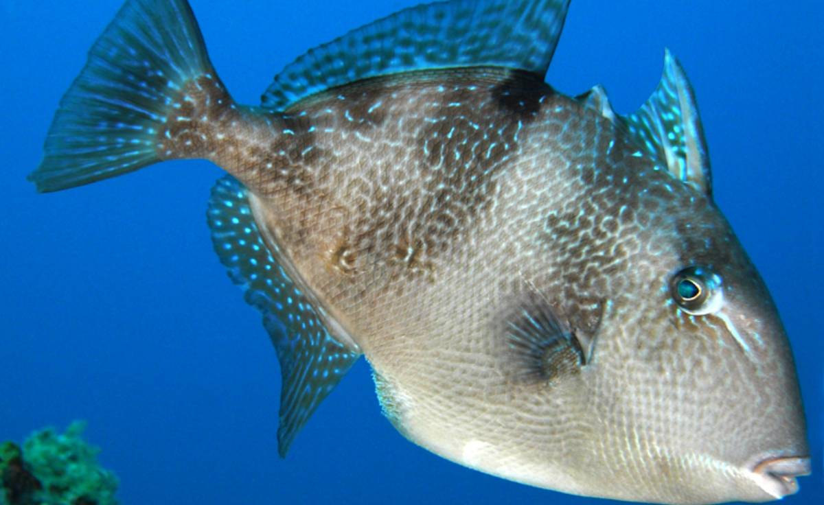 Características y cuidados del pez gallo en un acuario