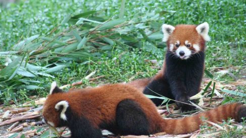 El origen del panda rojo
