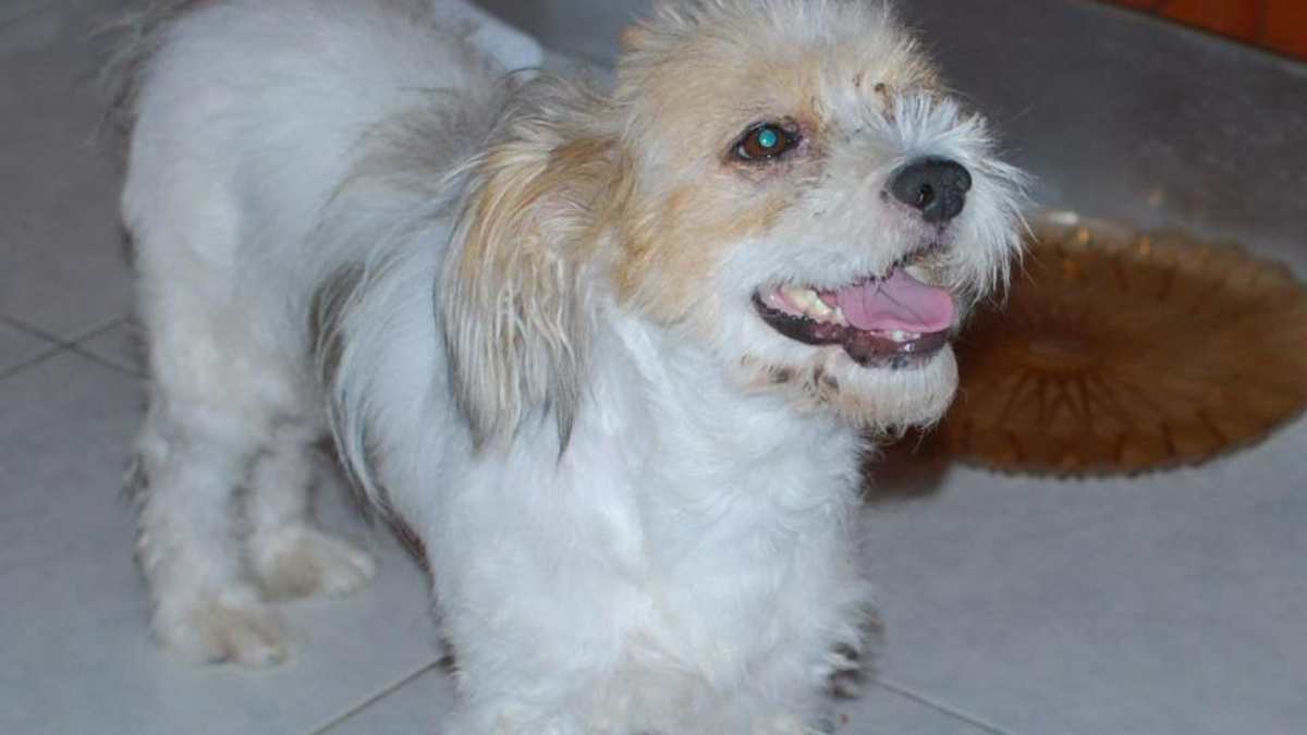 Tipos de tos en los perros y qué significan