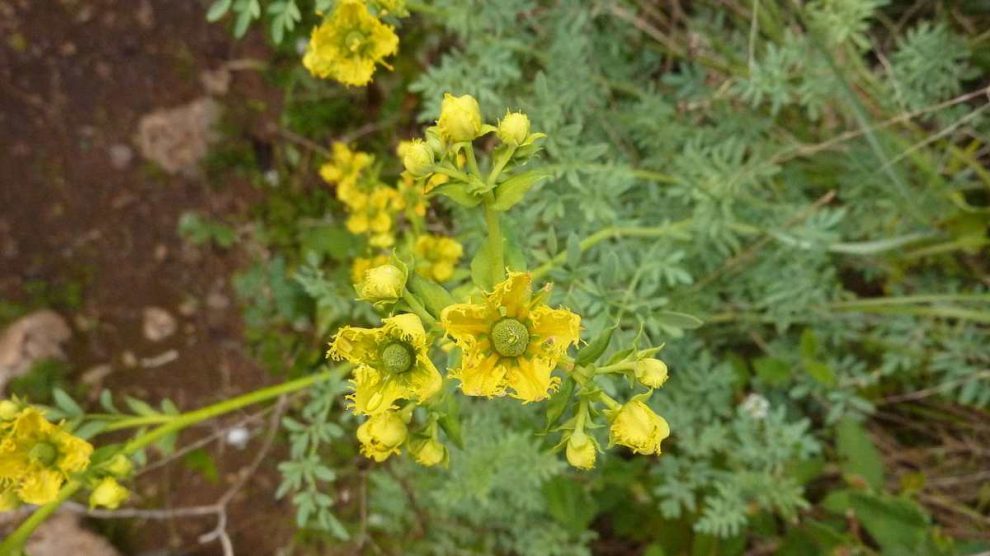 La Ruda: beneficios y precauciones