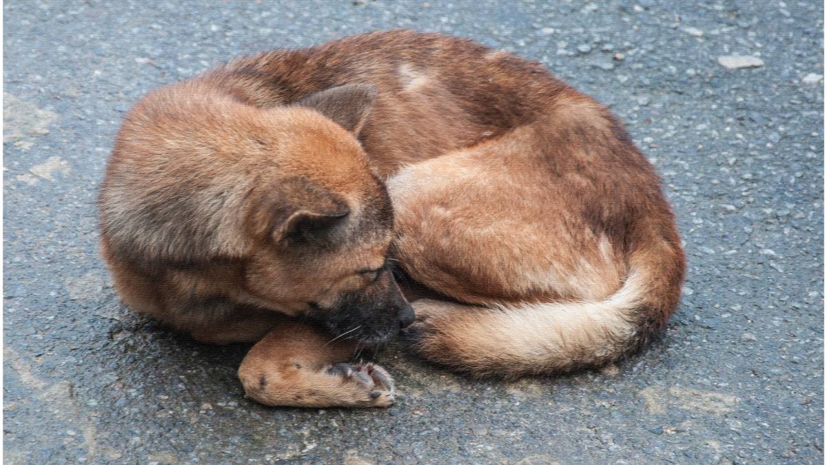 Un tumor perianal en tu perro, ¿qué es?