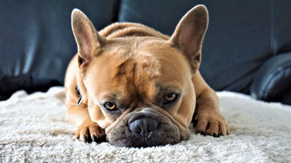 Mi perro tiene las orejas hinchadas ¿qué hago?