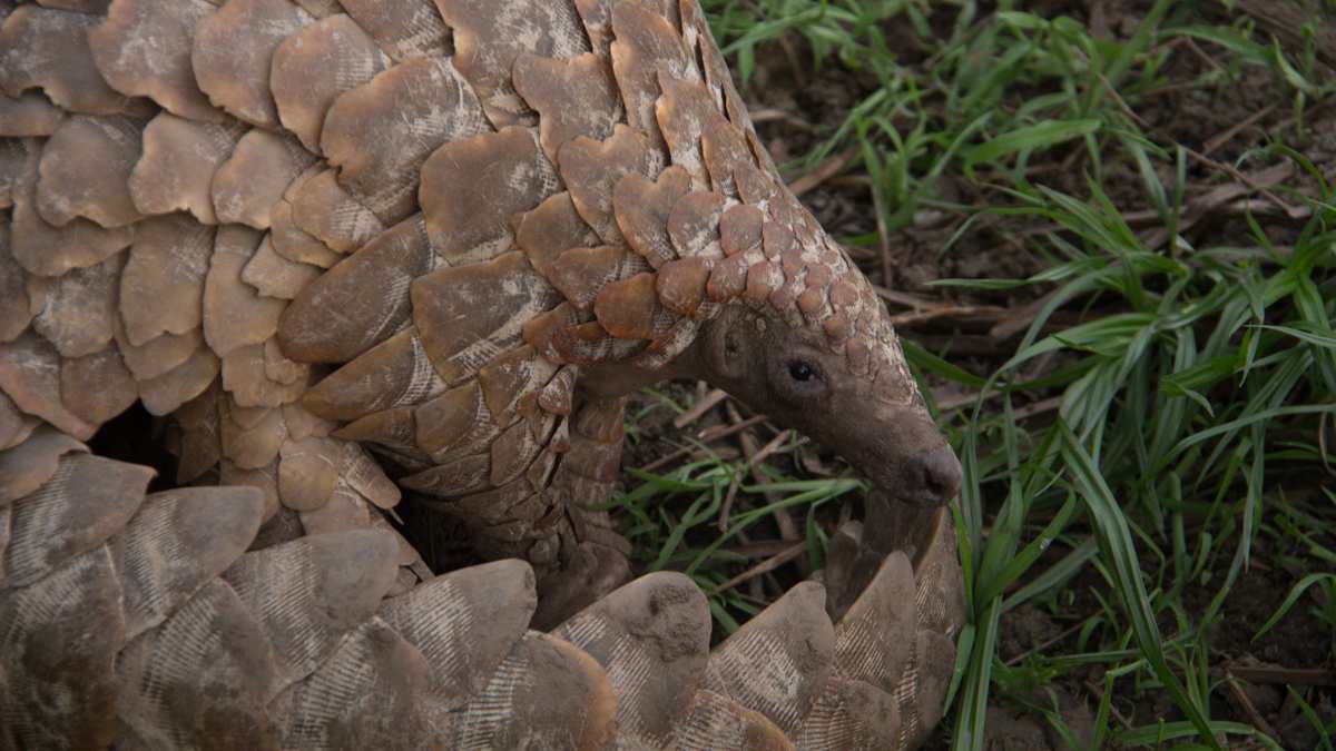 Qué animales tienen caparazón