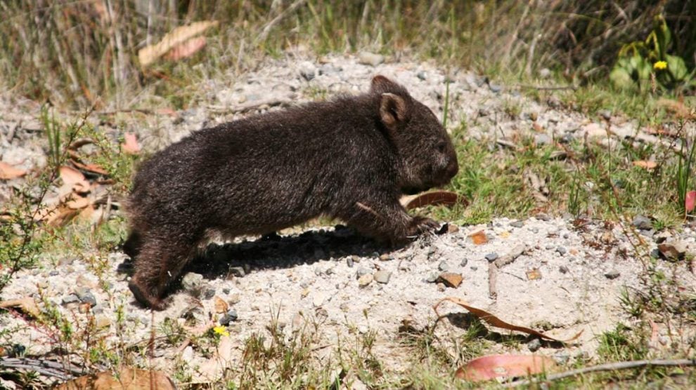 Wombats: curiosidades y cuantos años vive