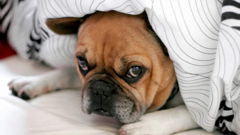 5 signos de úlcera de estómago en perros