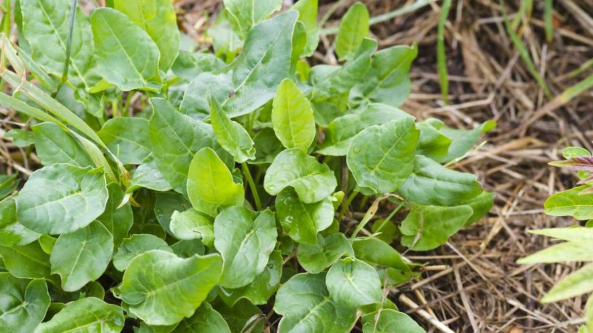 Beneficios y propiedades de las acederas