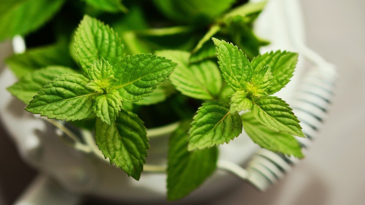 Hierbabuena: Propiedades, beneficios y contraindicaciones