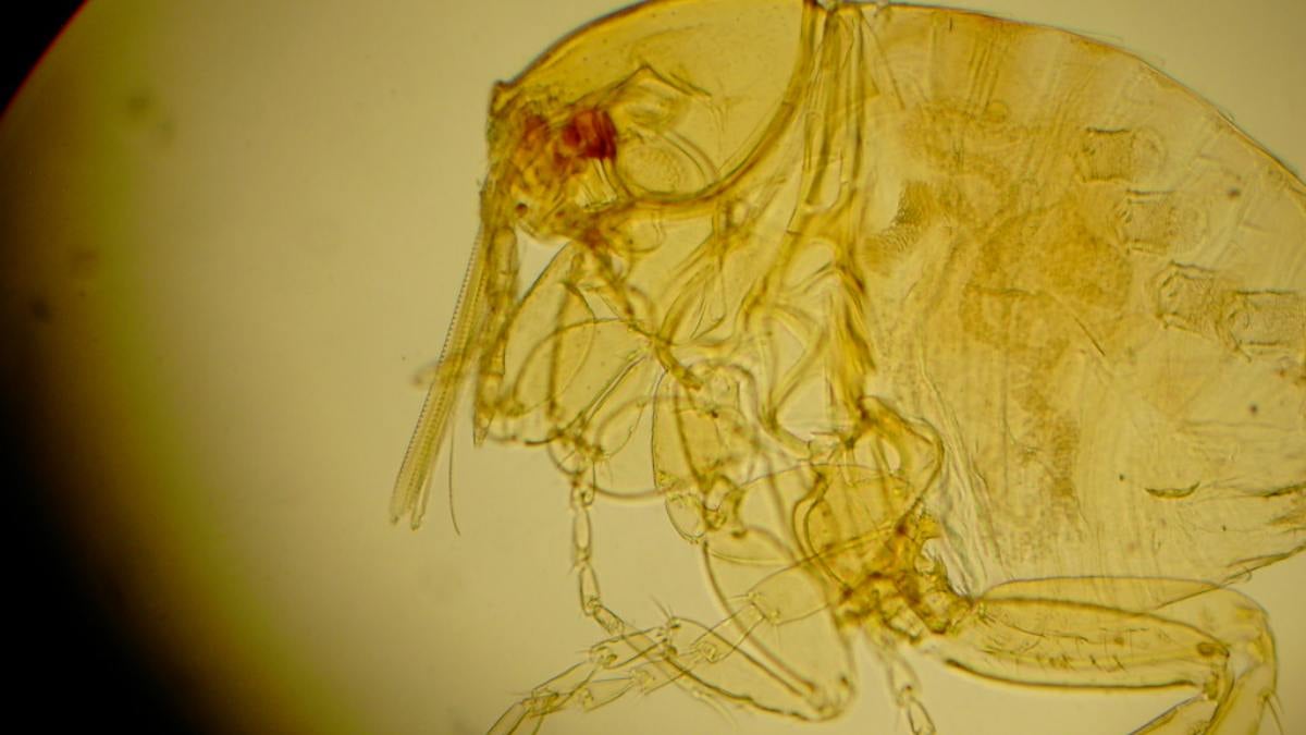 ¿Qué es la picadura de nigua y cómo tratarla?