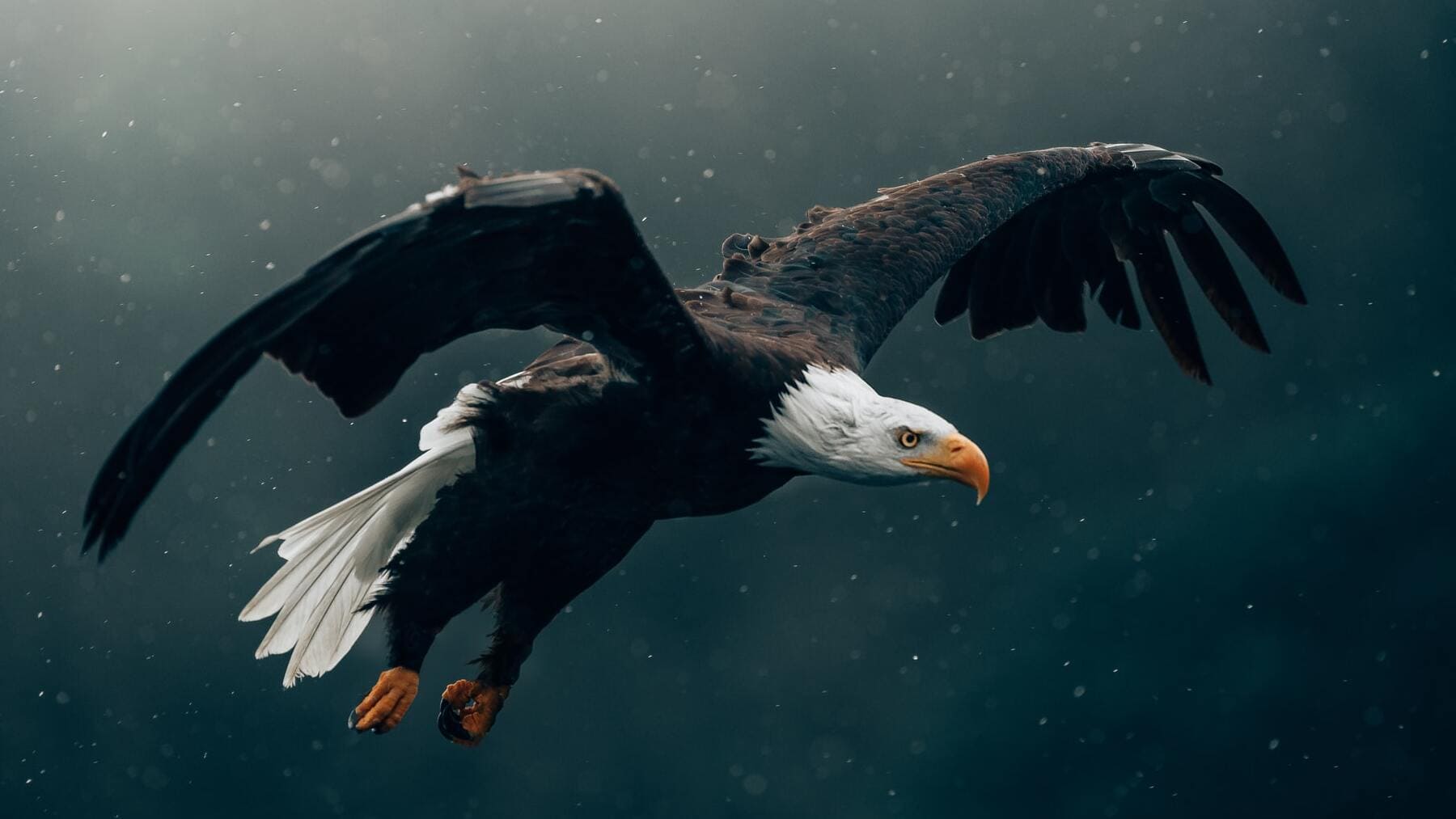 Las mejores frases sobre el águila, un animal poderoso