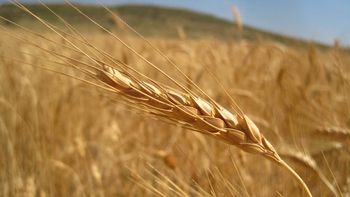 Chicha de cebada venezolana