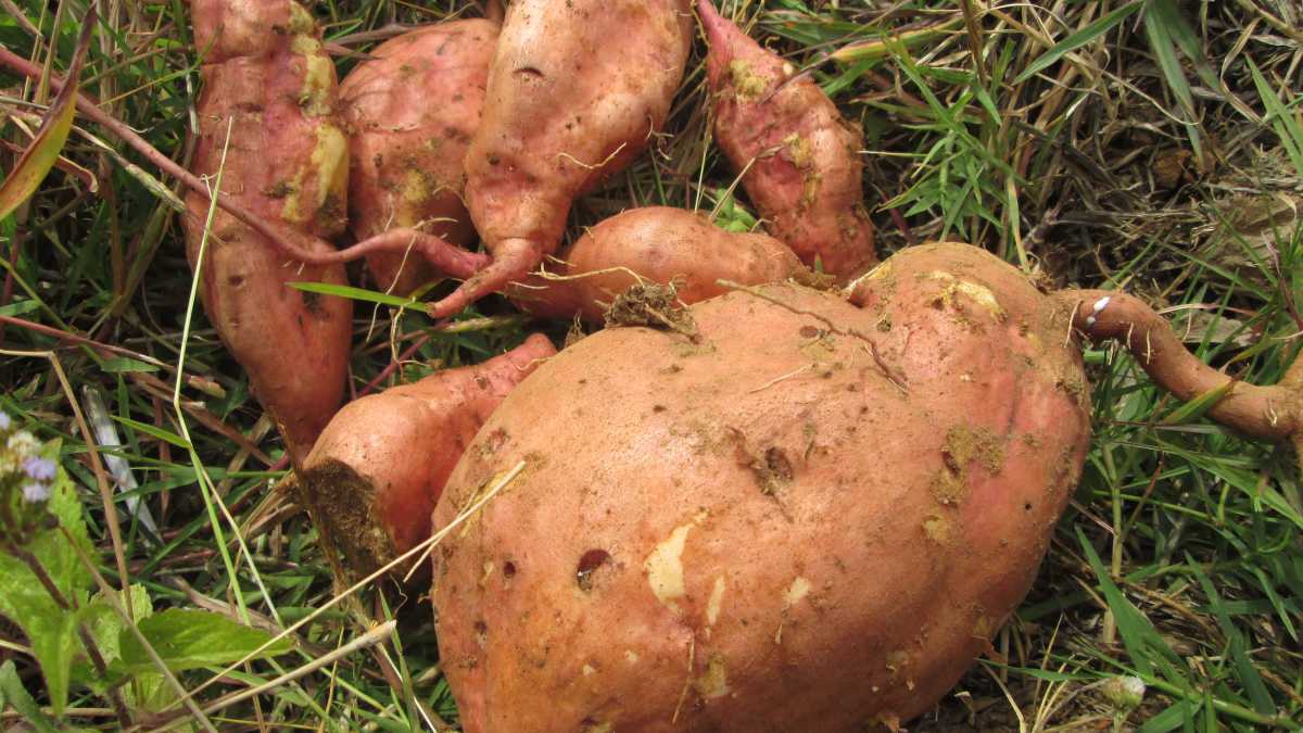 Camote en postre, receta de Guatemala