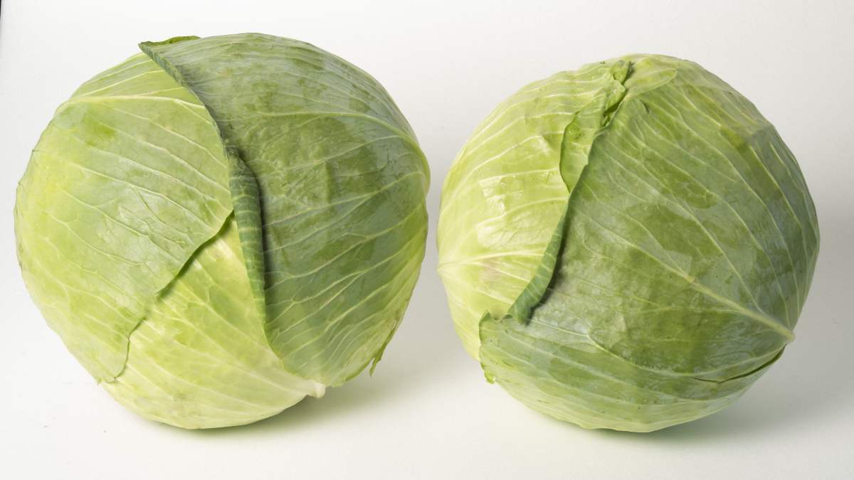 Recetas con repollo: 6 ideas deliciosas y fáciles para aprovechar esta ...