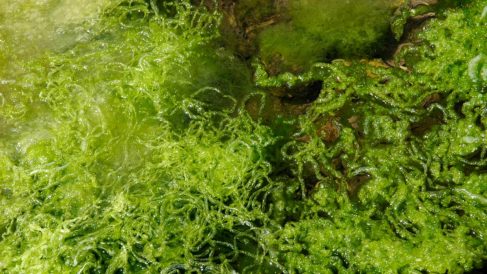 Un sistema fotosintético que genera energía con algas marinas