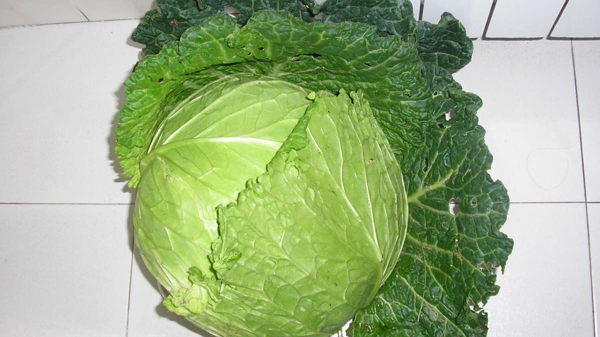 Cómo hacer repollo rehogado al estilo Arguiñano paso a paso