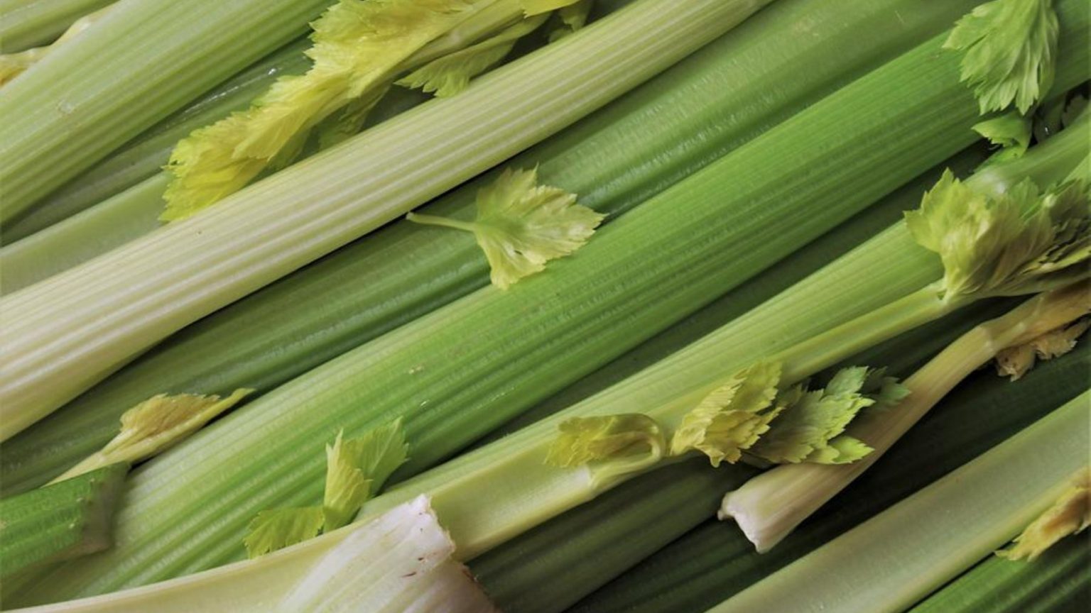 Recetas con apio: ideas saludables y deliciosas para aprovecharlo al máximo