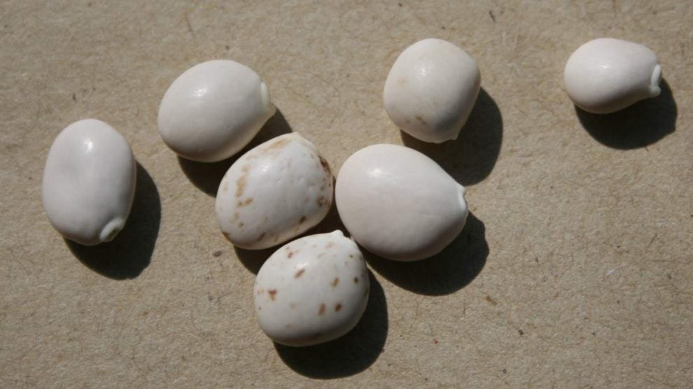 ¿Qué es el pan de tarwi, cómo hacerlo en casa?