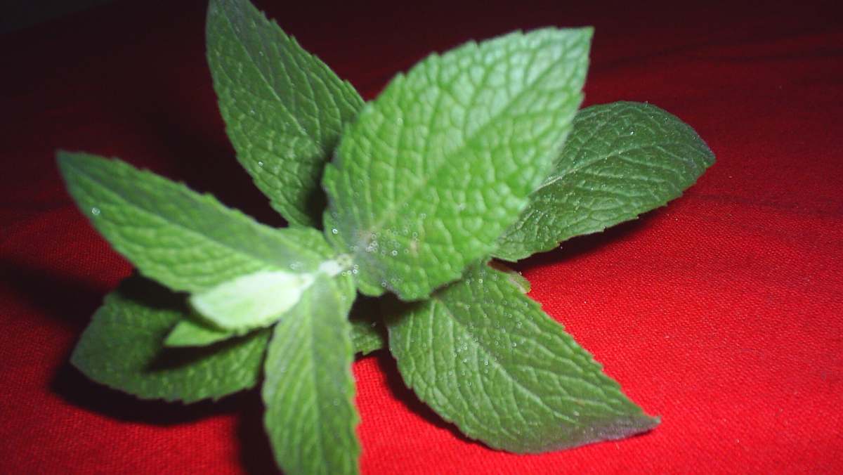 Recetas con menta: frescura y sabor para tus platos dulces y salados