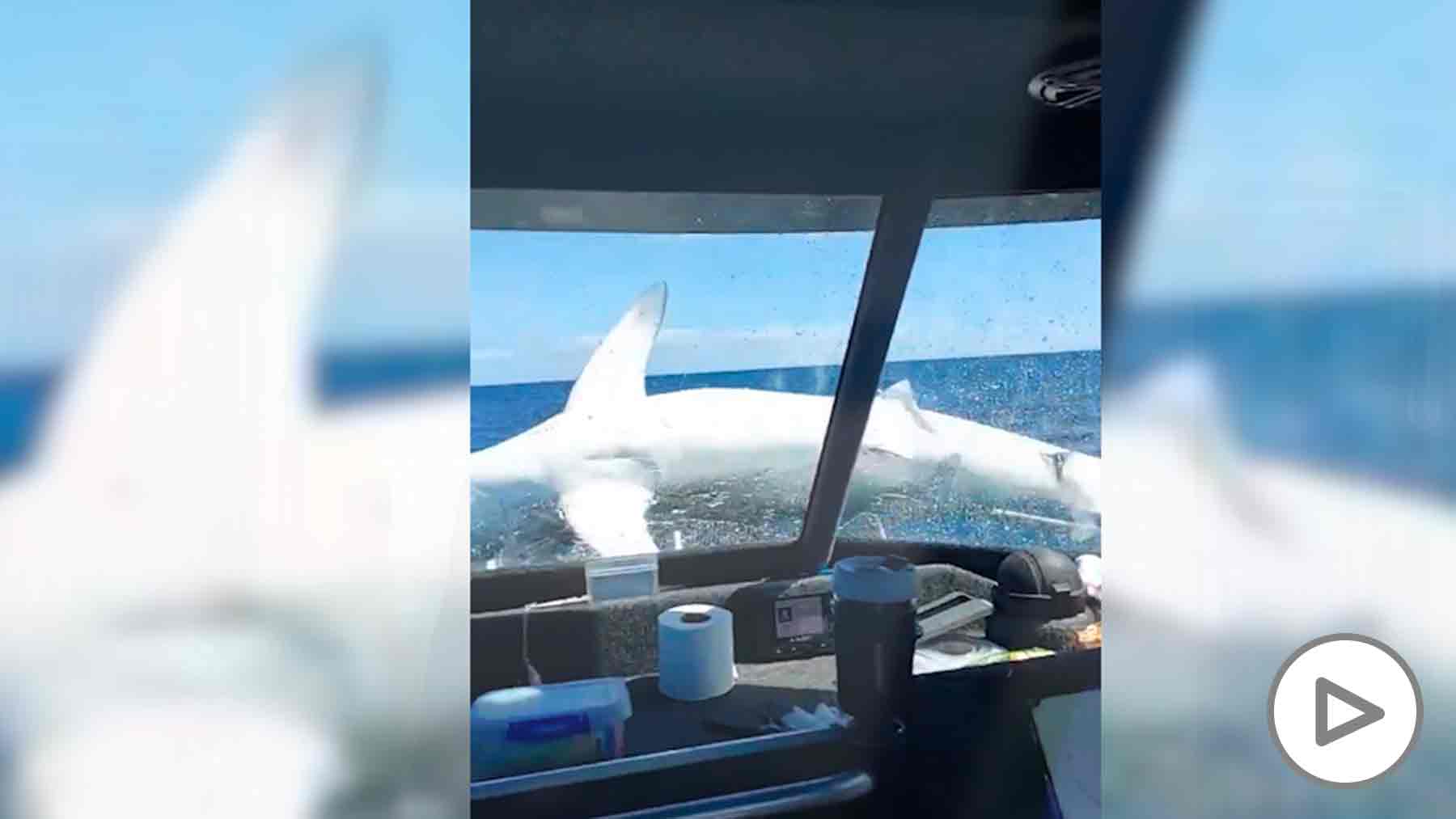 Un tiburón de 150 kilos salta a la proa de un barco y así logran echarlo