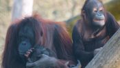 ¿Cómo perdieron la cola los primates que se convirtieron en humanos?