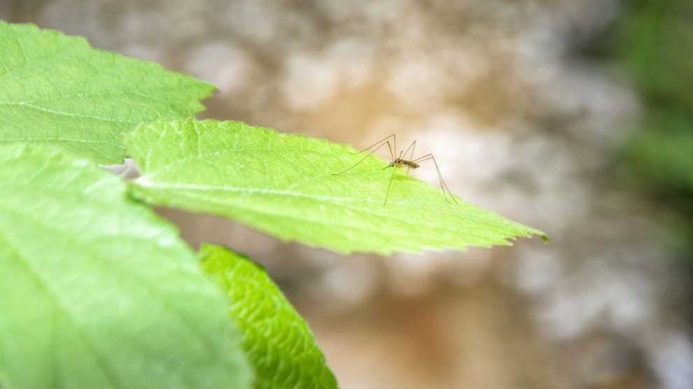 Curiosidades sobre los mosquitos
