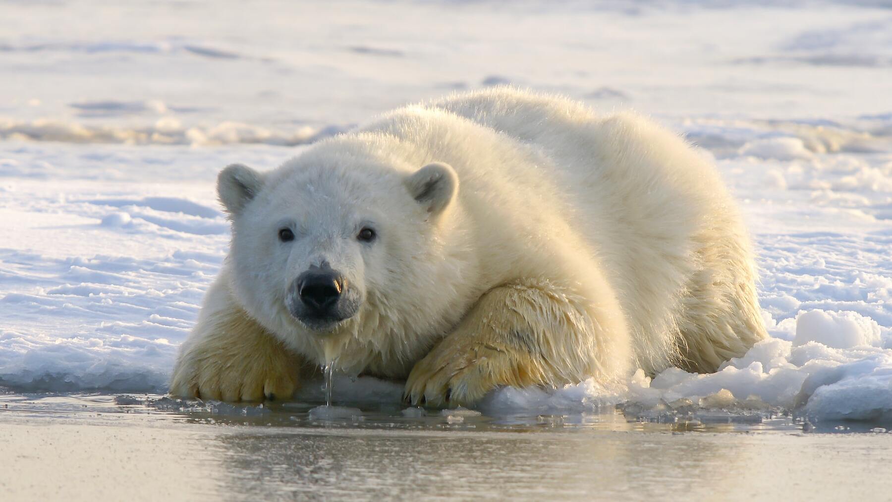 Los Datos M s Sorprendentes Del Oso Polar