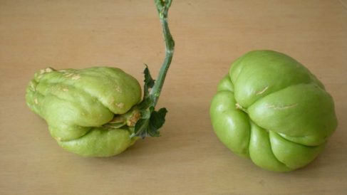 Receta casera de chayote y pollo