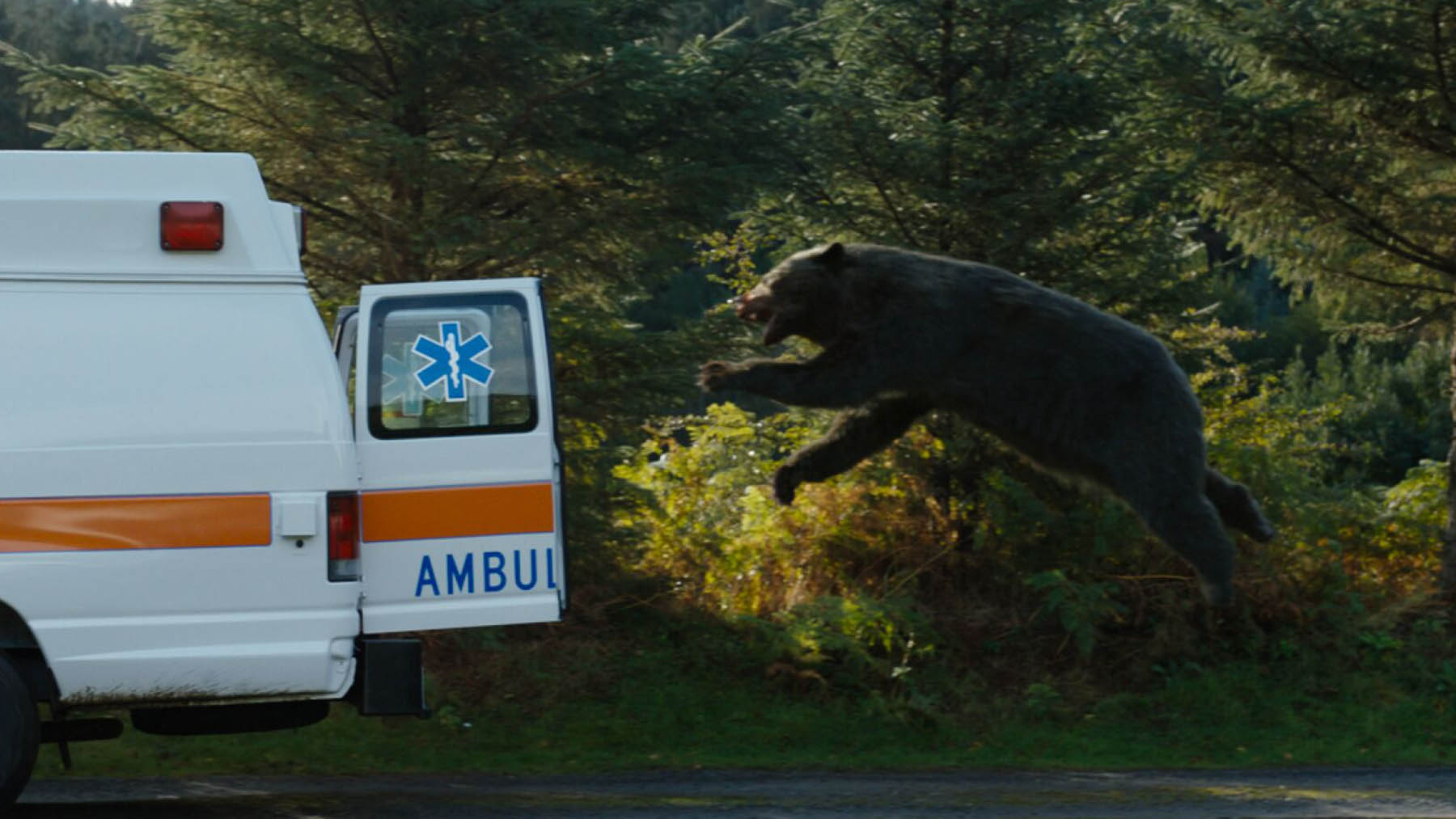 'Oso vicioso': la historia real detrás del estreno más bizarro del fin ...