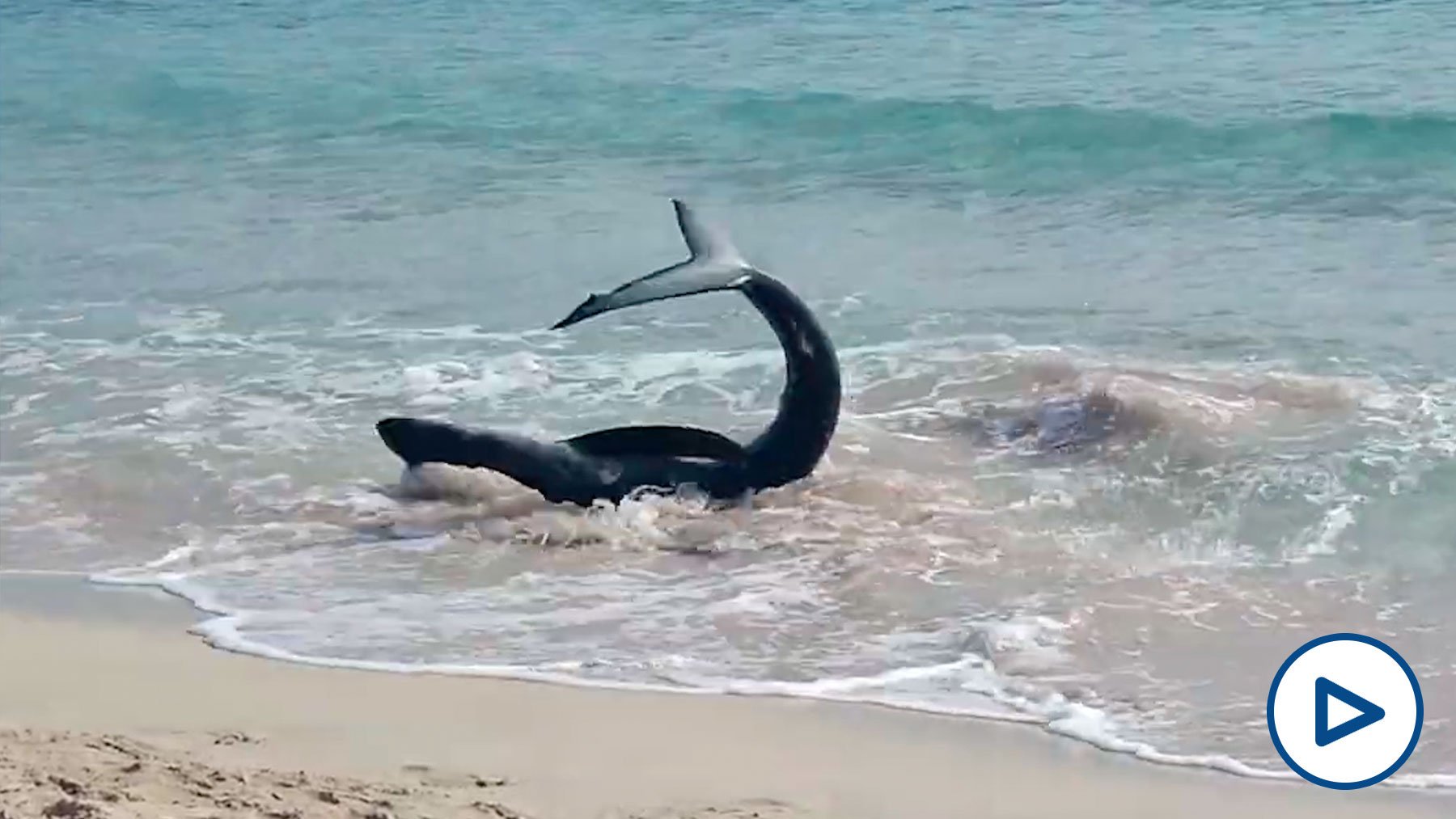 La espectacular irrupción de un tiburón en la costa de Menorca