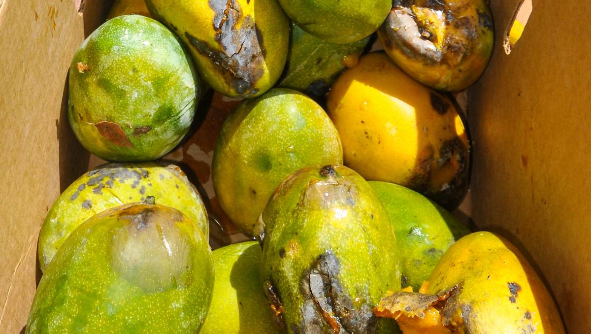 ¿Por qué algunos alimentos se pudren antes que otros?