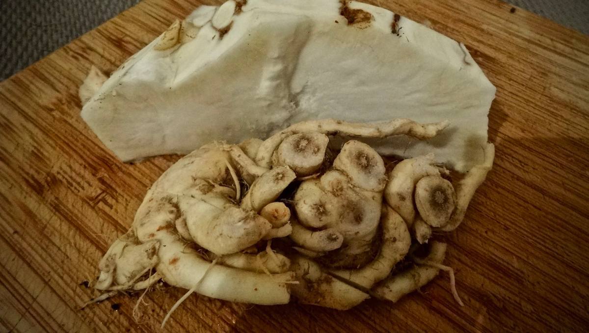 Empanadillas de apionabo y cebolla