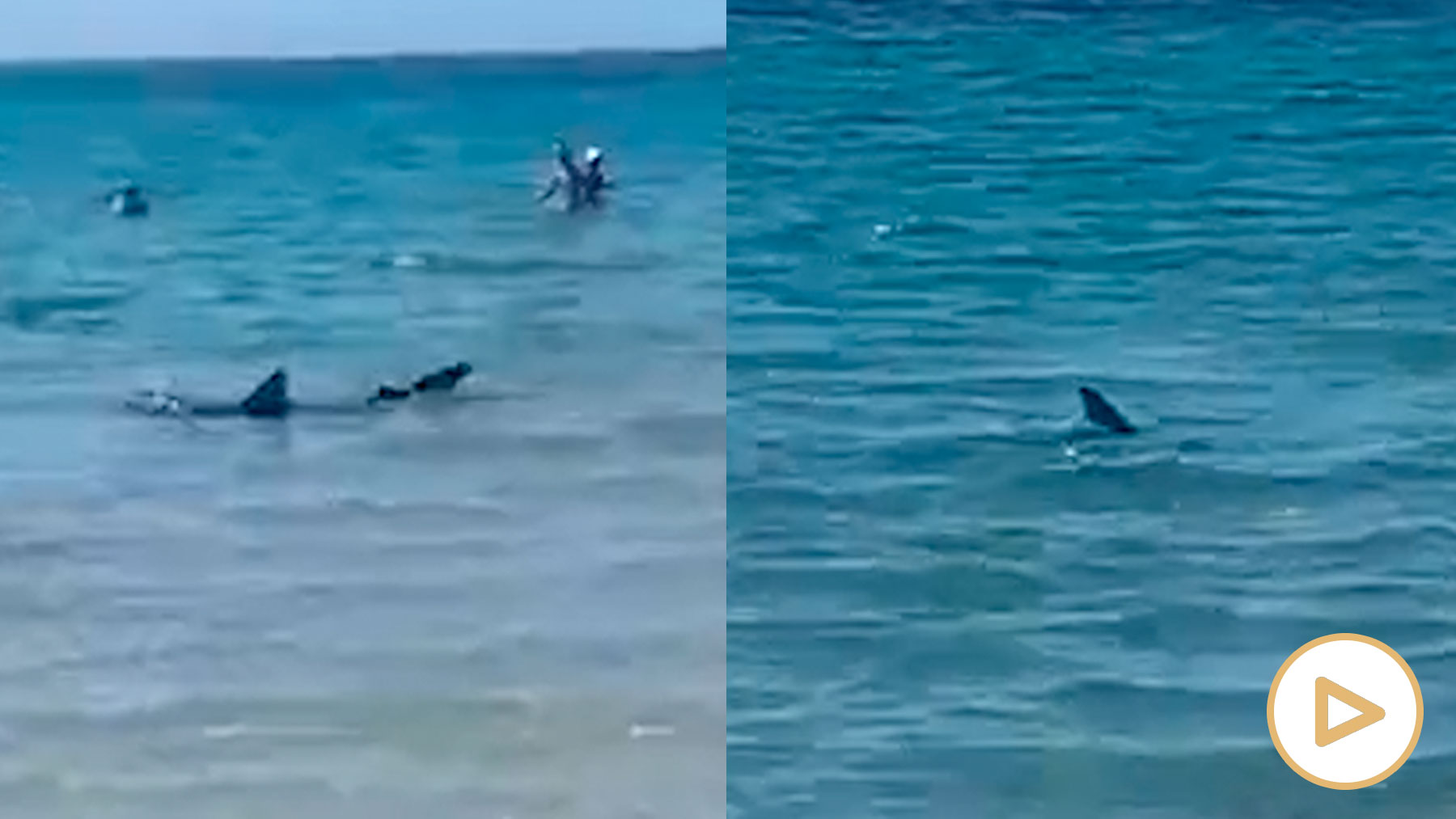 Orihuela: un tiburón de dos metros siembra el pánico en una playa de ...
