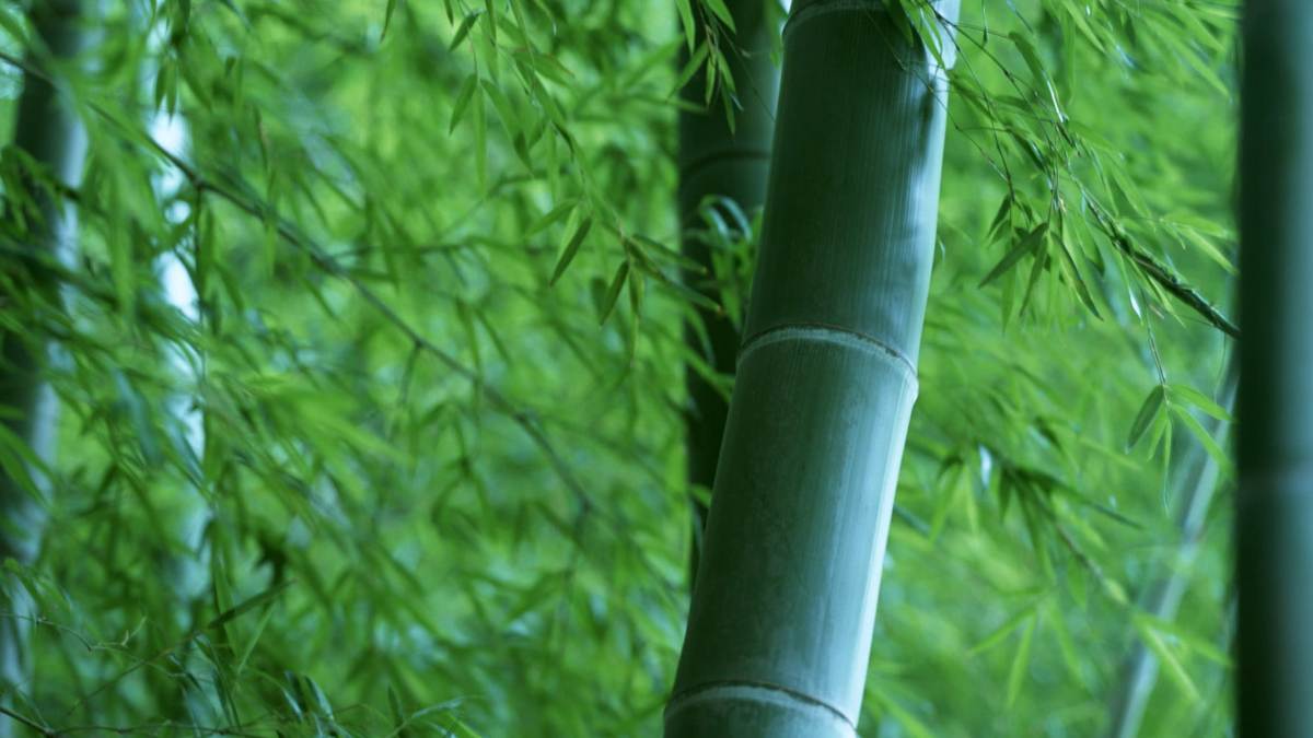 Las sorprendentes propiedades del bambú