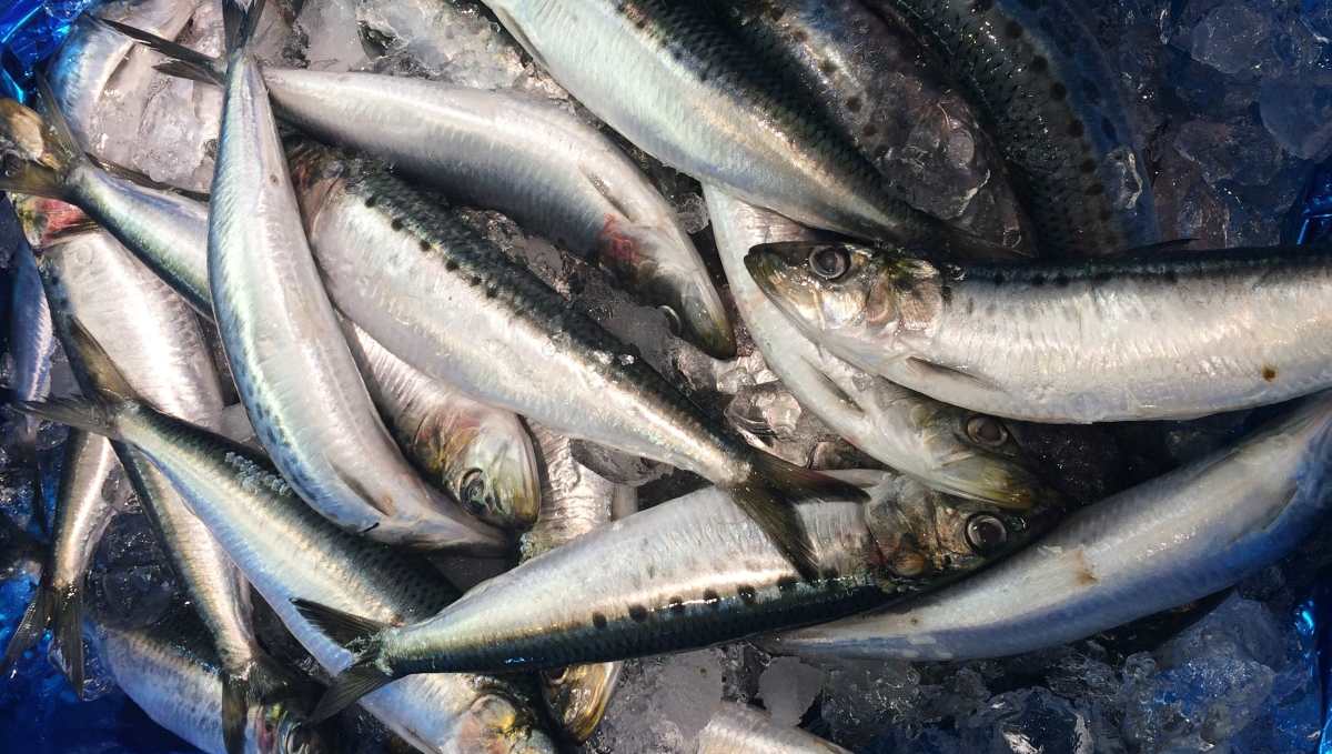 Sardinas en adobo de azafrán y pimientos