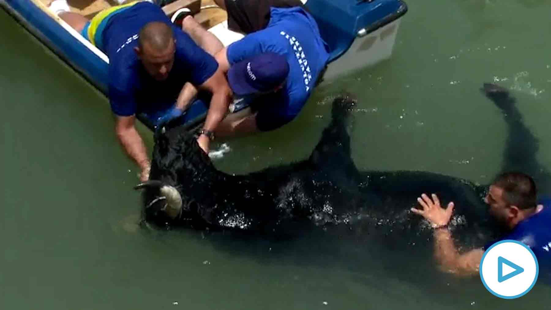 Un toro muere ahogado durante la celebración de los 'Bous a la mar' en ...