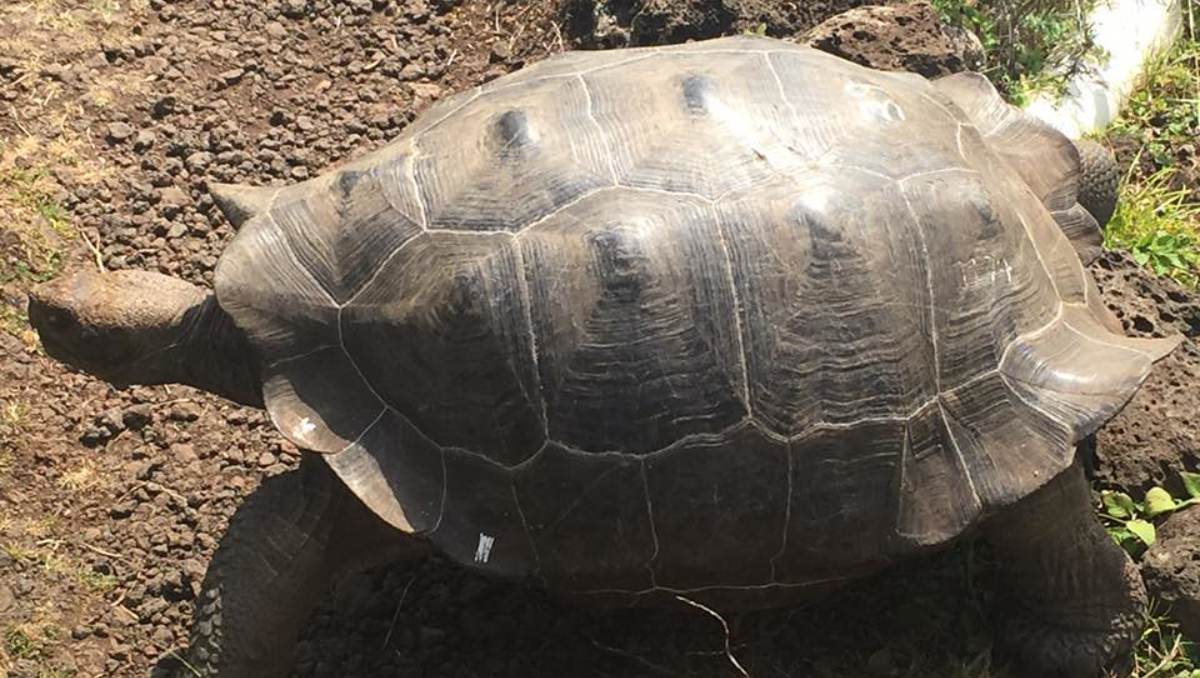 La curiosa muerte del filósofo esquilo