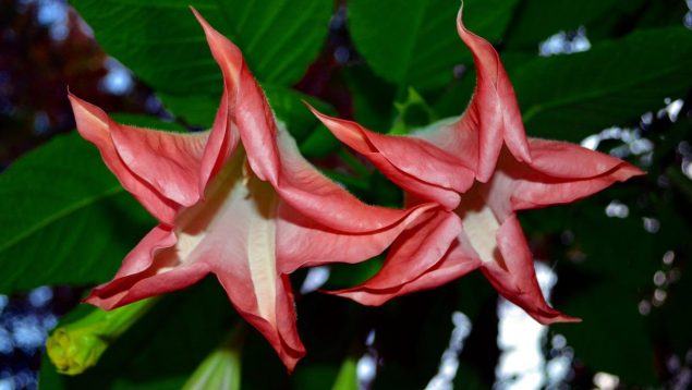 La teoría del mono drogado