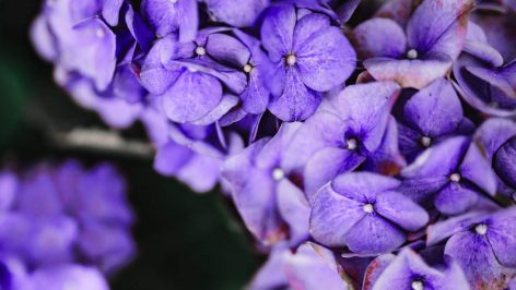 Nuestro cerebro asocia colores y emociones