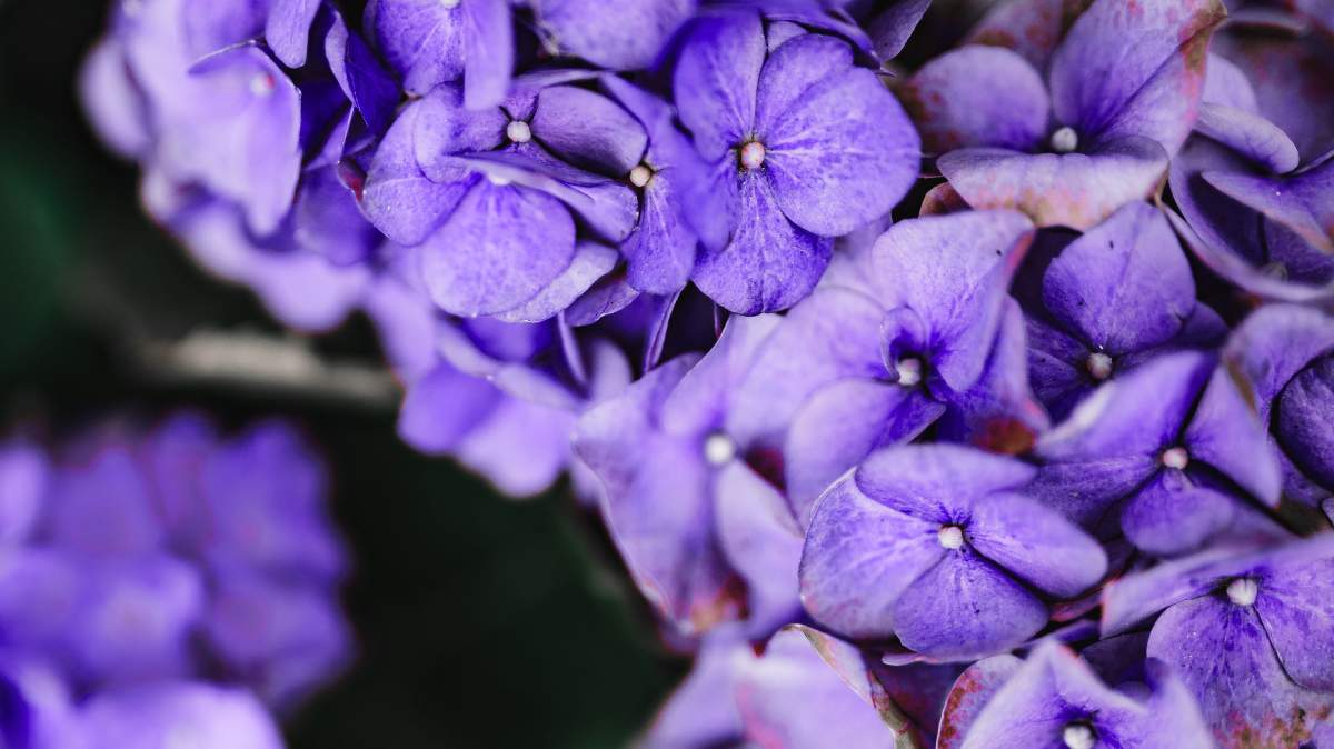 Nuestro cerebro asocia colores y emociones