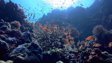 La vida en el fondo del océano: ecosistemas extremófilos