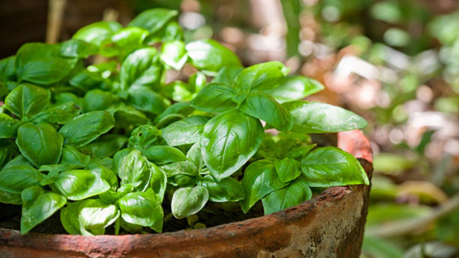 Recetas con albahaca fresca: sabor y aroma en cada plato