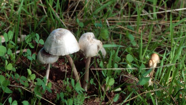 Cómo recolectar setas de forma segura sin dañar el medioambiente