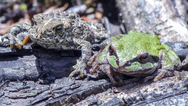 Algunas ranas se hacen las muertas para rechazar a algunos machos