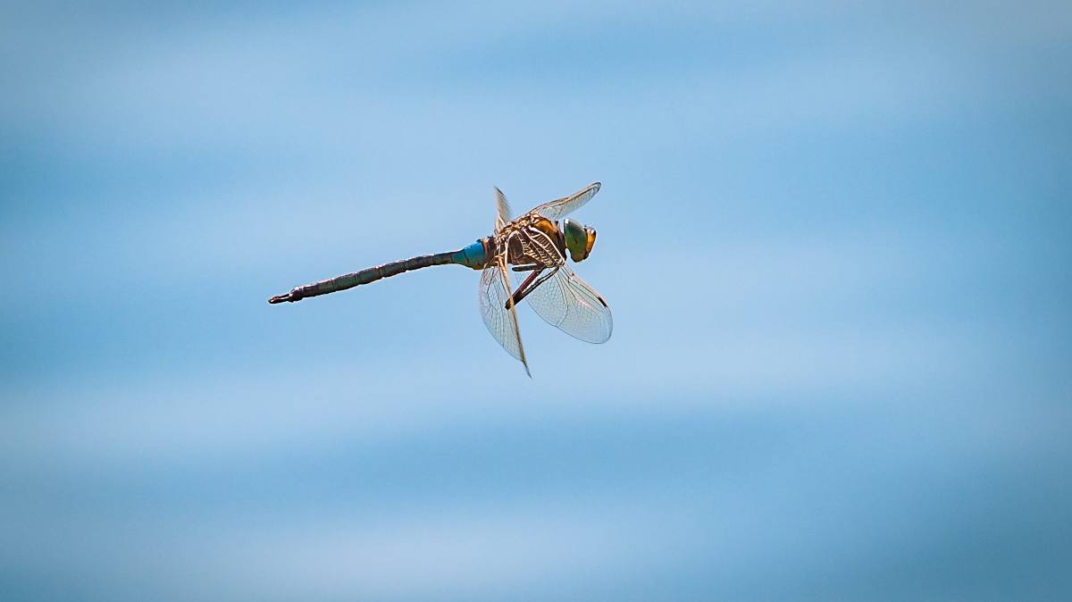 ¿Es el mismo vuelo en todos los insectos, cómo vuelan?
