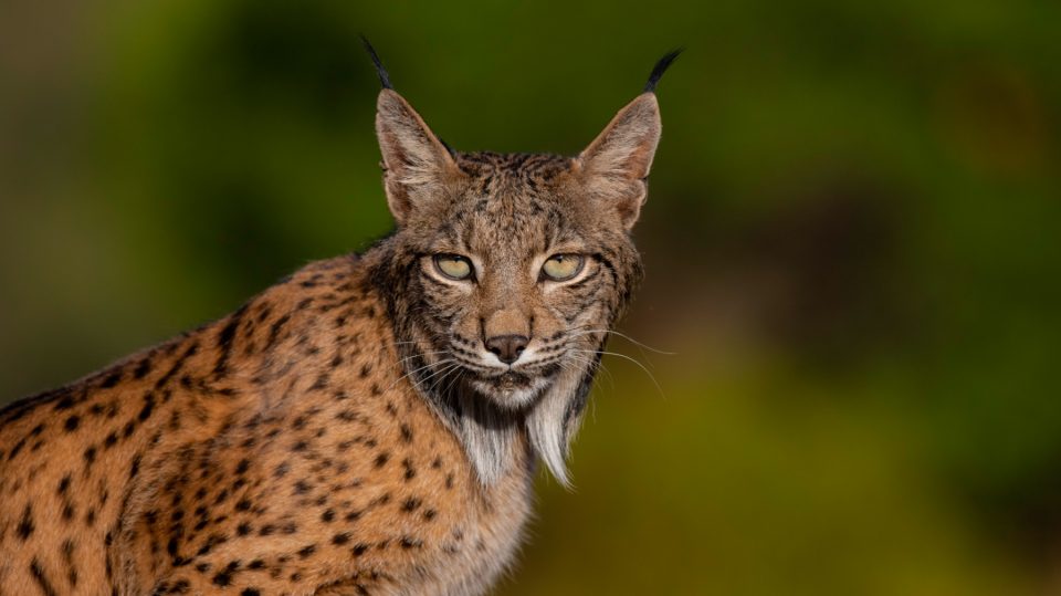 El lince ibérico se expande un año más en España y Portugal