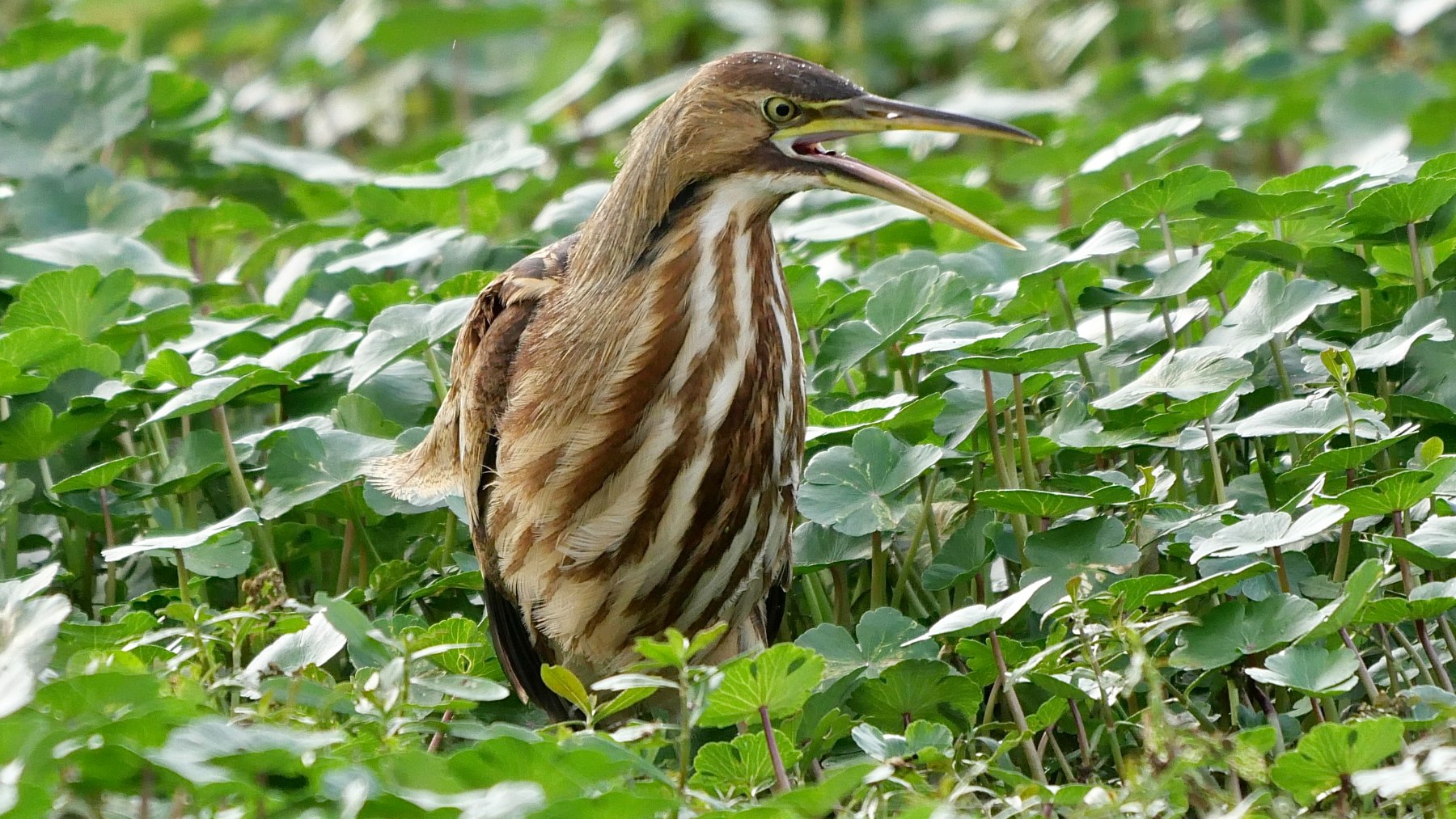 Ya puedes elegir a una de las candidatas a Ave del Año 2024