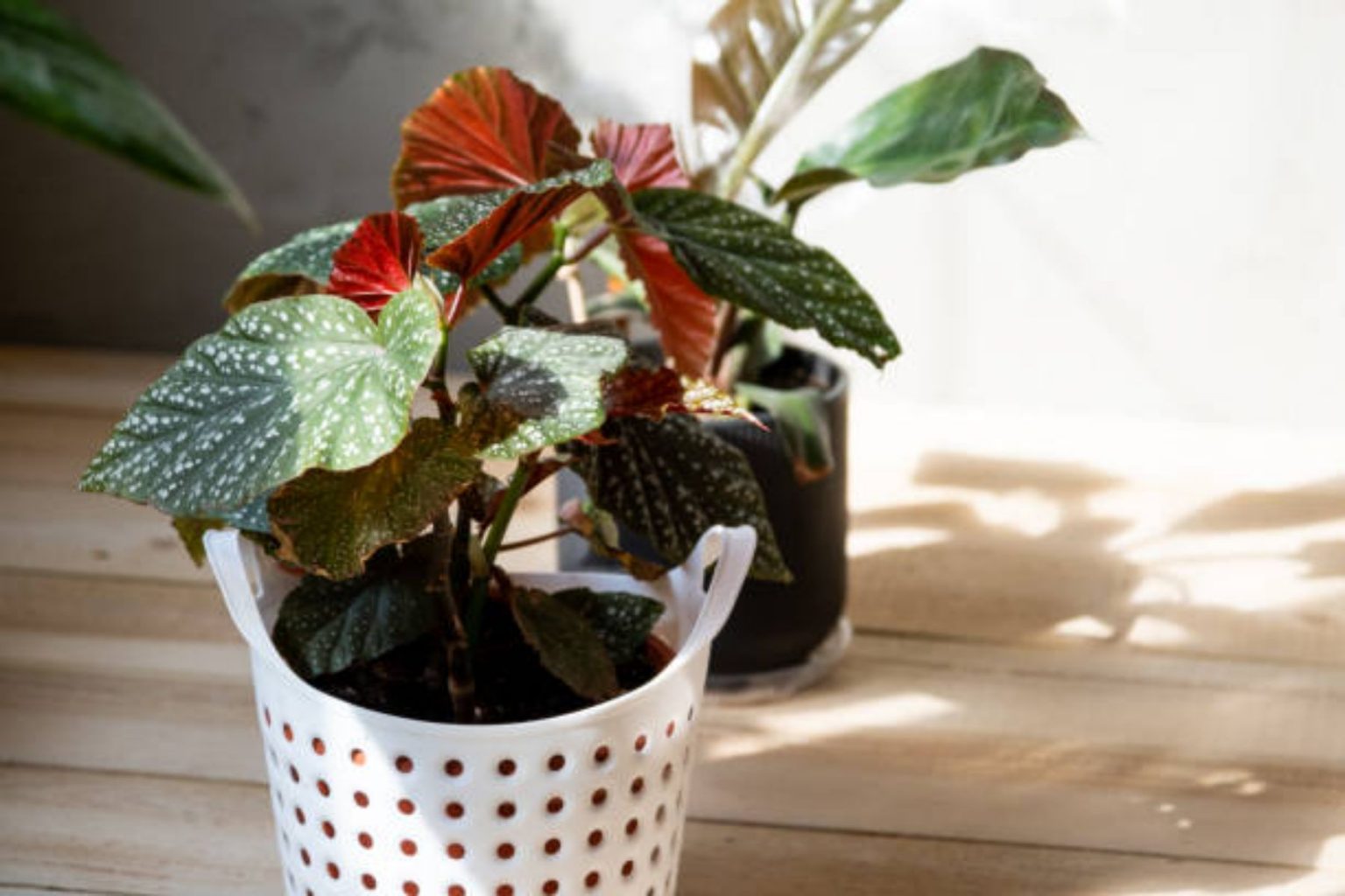 Las mejores plantas para decorar tu hogar en primavera (y que no se te ...