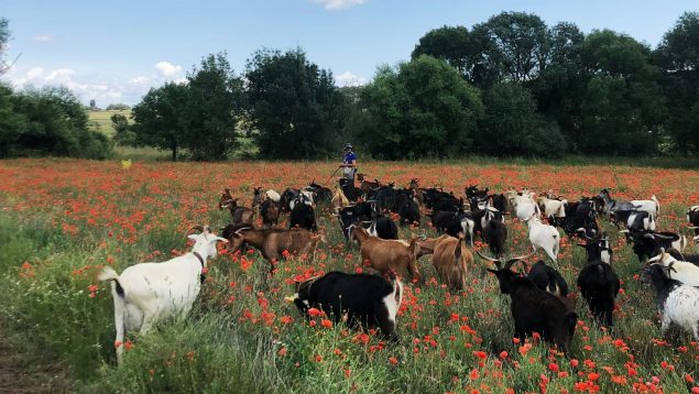 Como cabras: ofrecen un curso de pastores para jóvenes de 12 a 16 años
